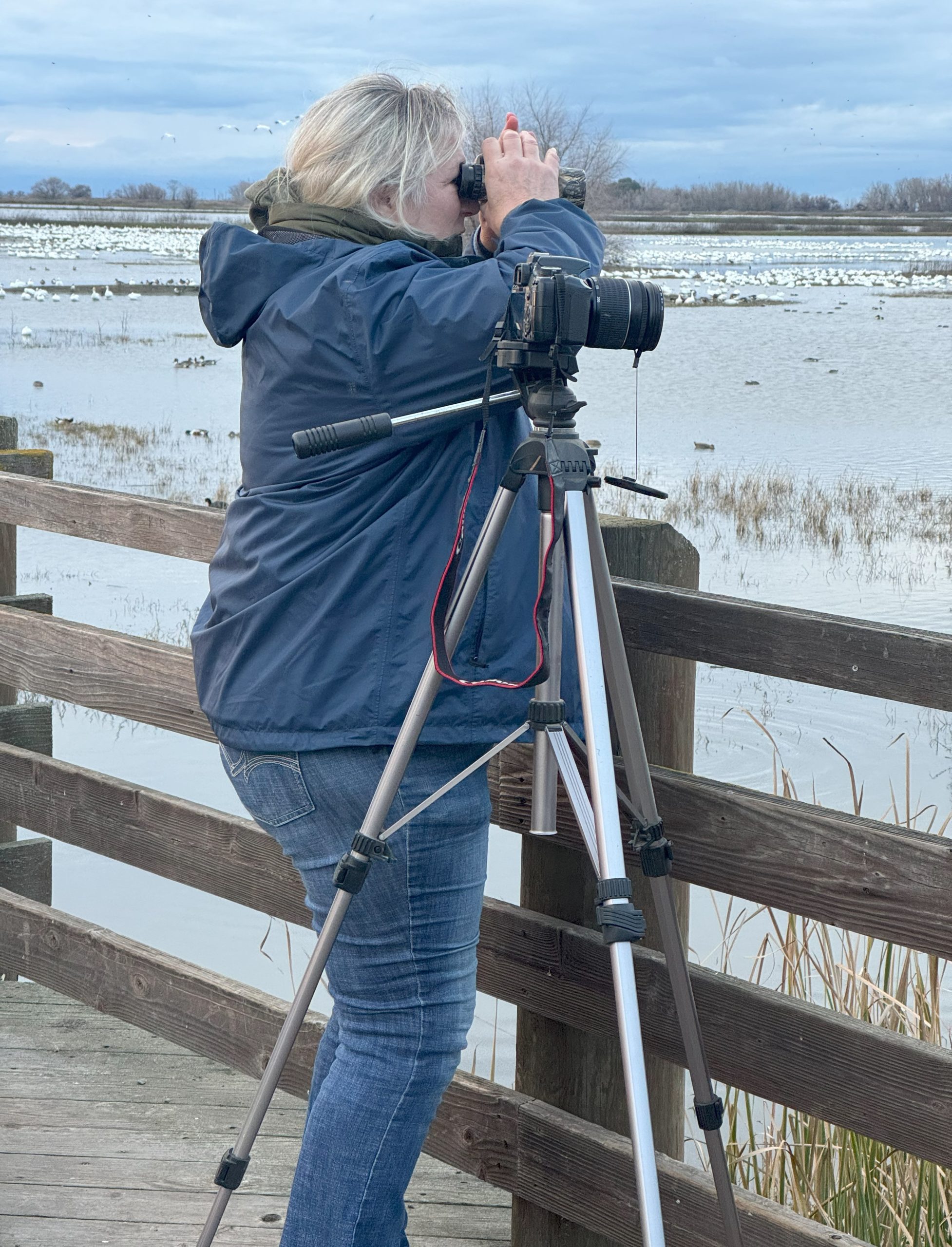 加州观鸟好去处：默塞德国家野生动物保护区Merced National Wildlife Refuge - 蜂鸟旅游
